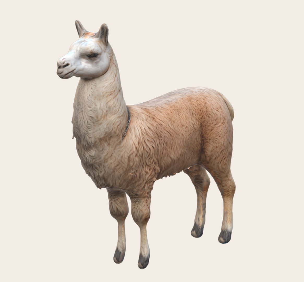 Llama 3D Model - TurboSquid 2268425
