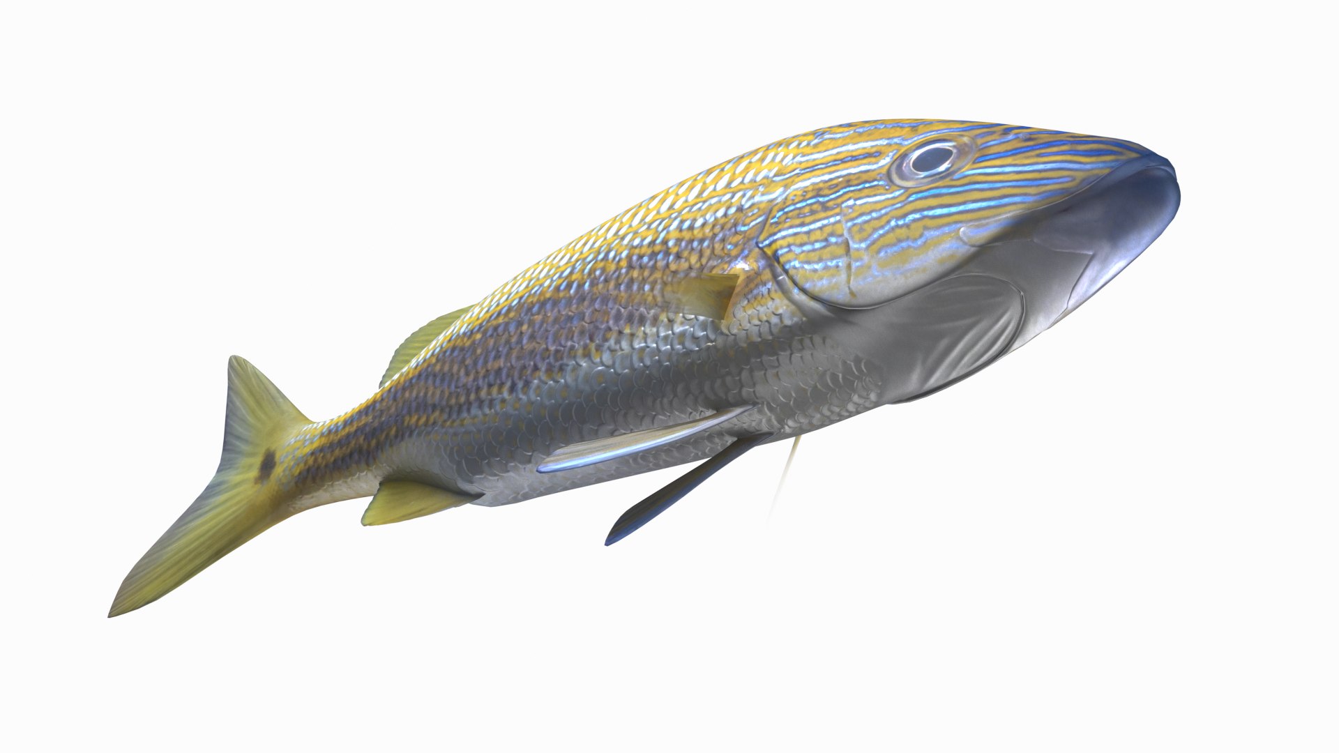 3D Model Caesar Grunt - TurboSquid 1445666