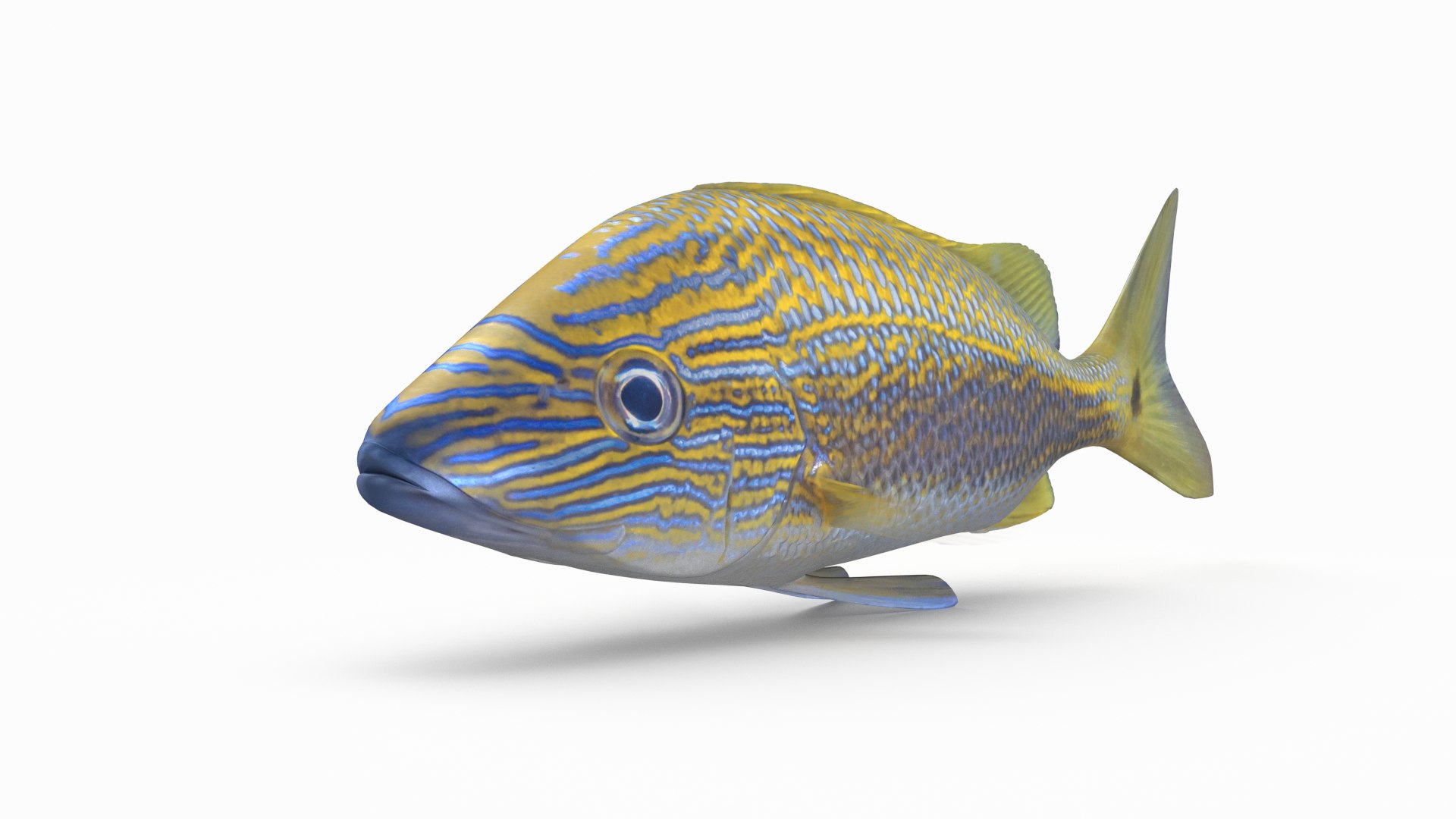 3D Model Caesar Grunt - TurboSquid 1445666