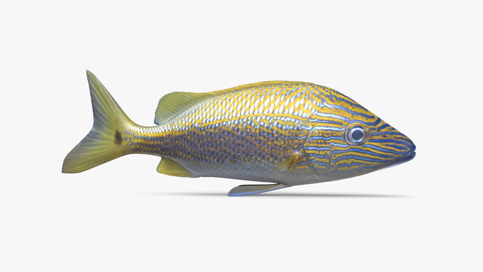 3D Model Caesar Grunt - TurboSquid 1445666