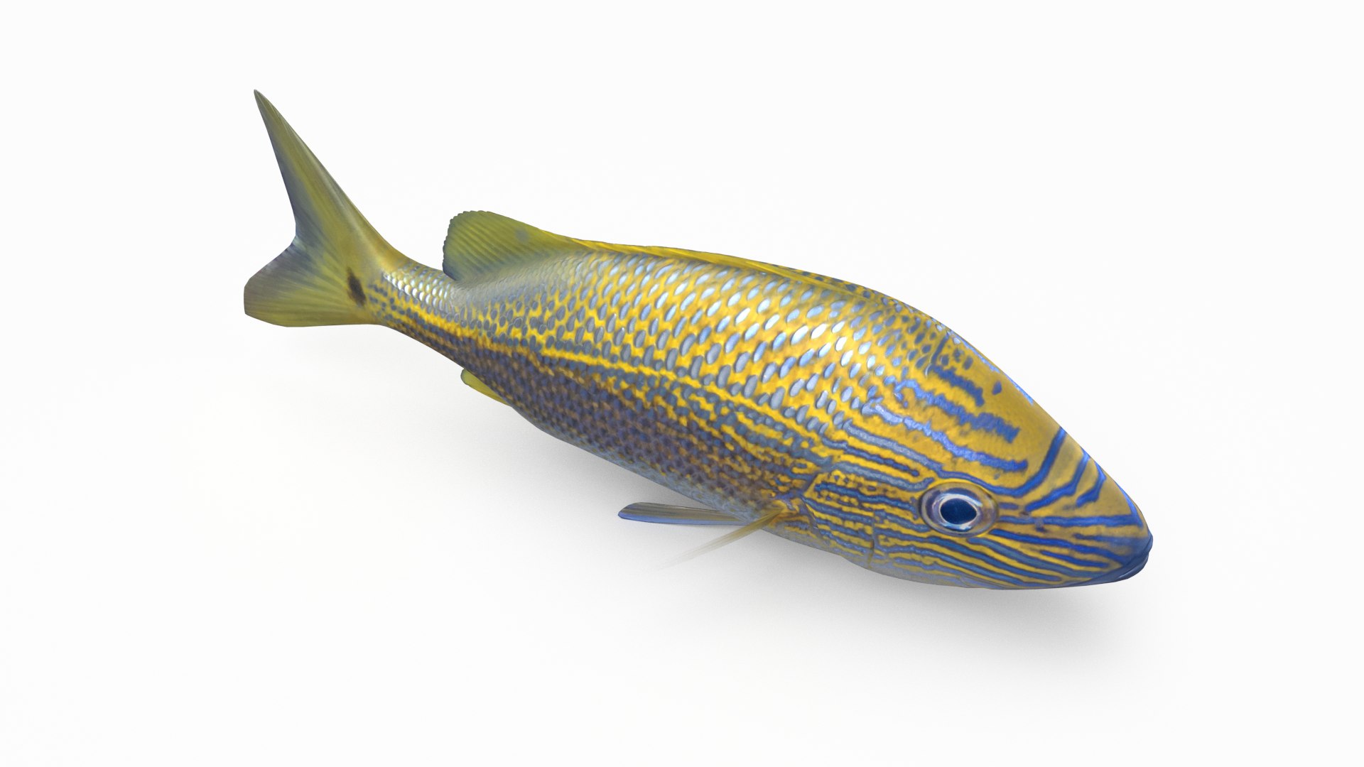 3D Model Caesar Grunt - TurboSquid 1445666