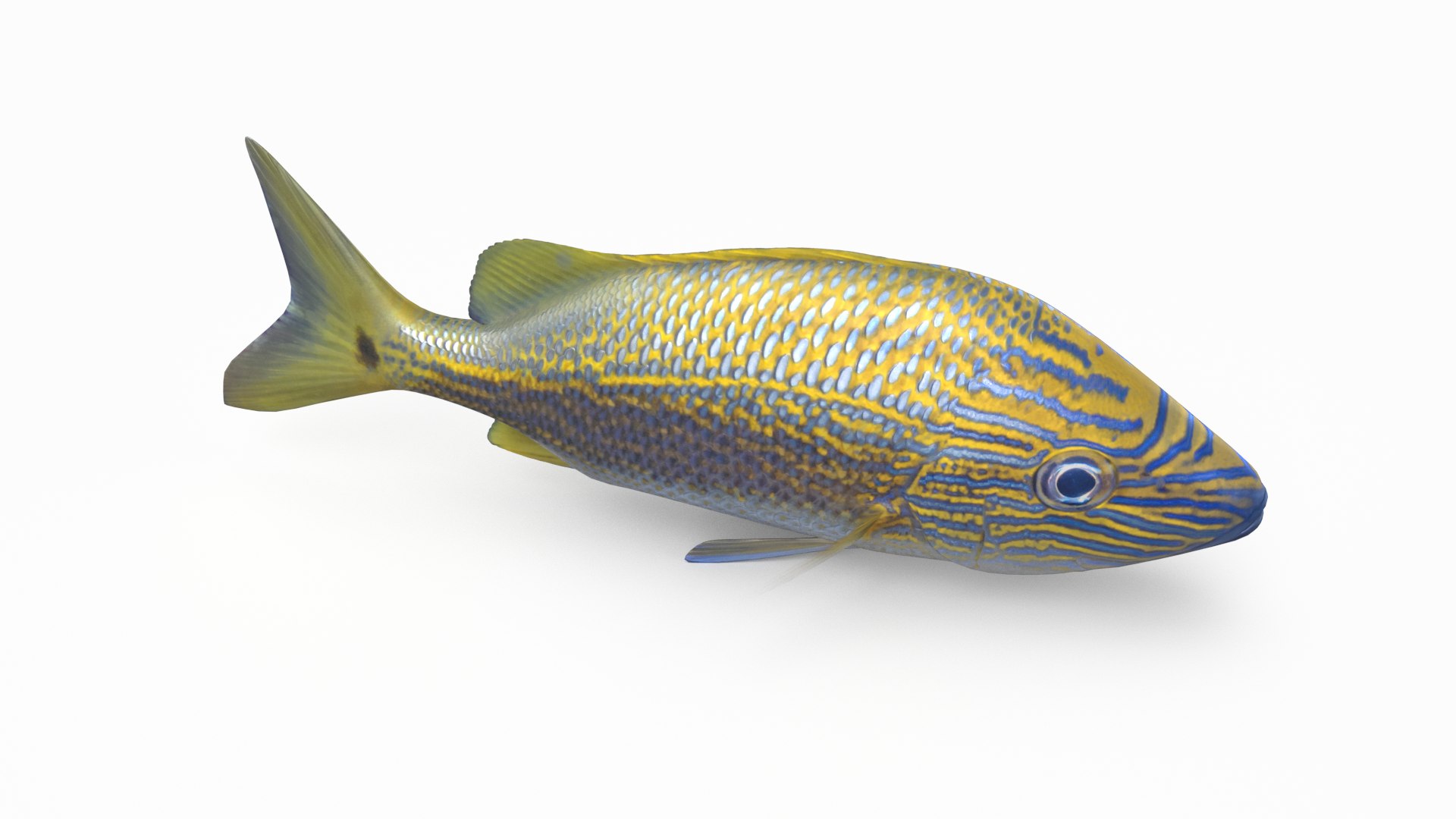 3D Model Caesar Grunt - TurboSquid 1445666