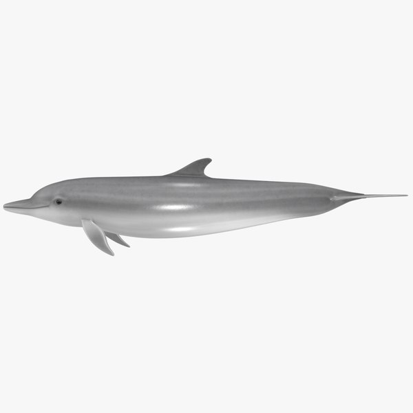 max realistic dolphin