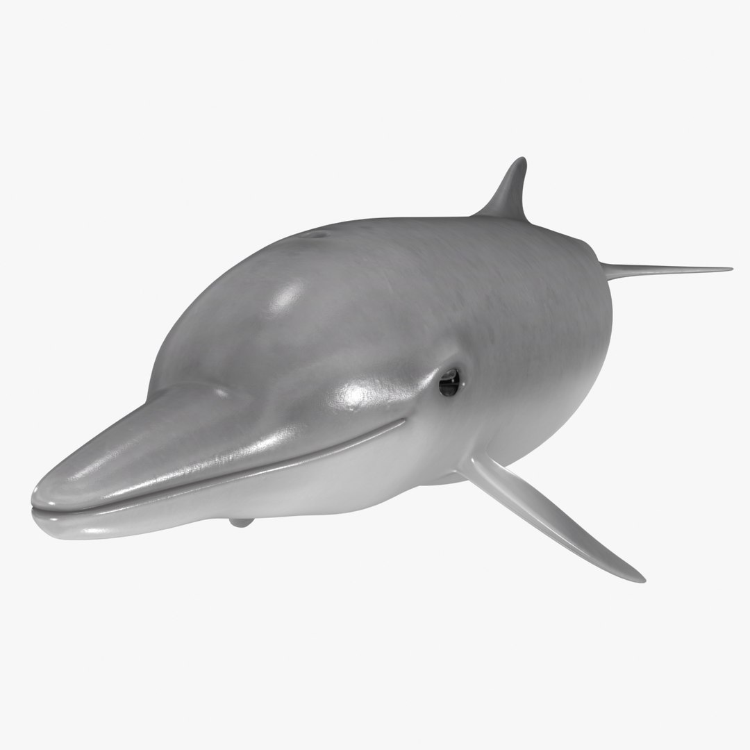 Max Realistic Dolphin