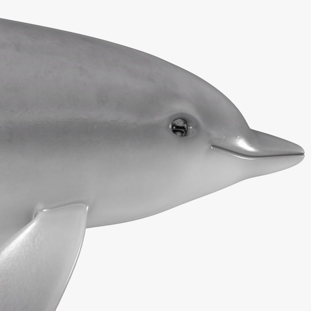 Max Realistic Dolphin