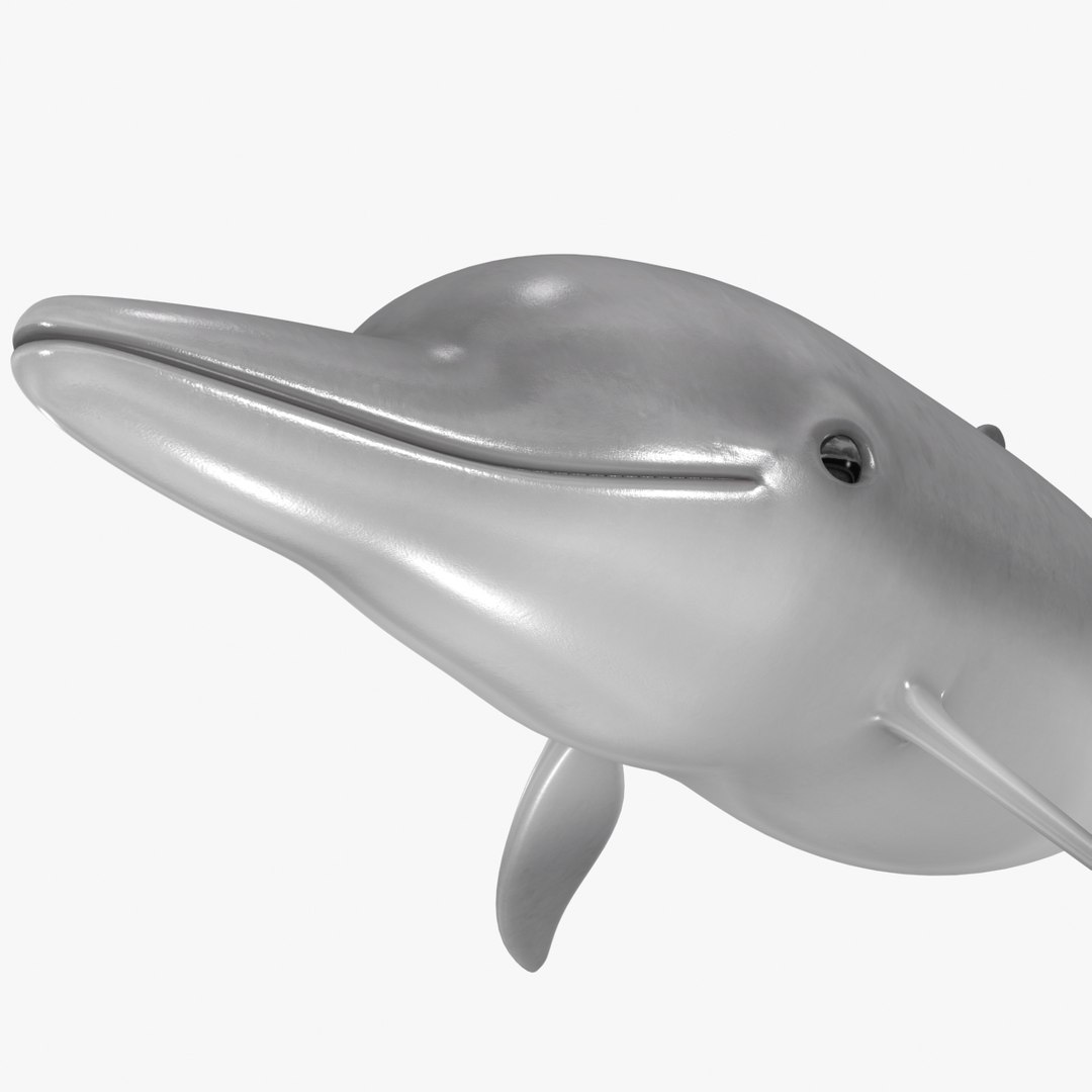 Max Realistic Dolphin