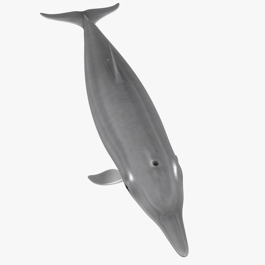 Max Realistic Dolphin