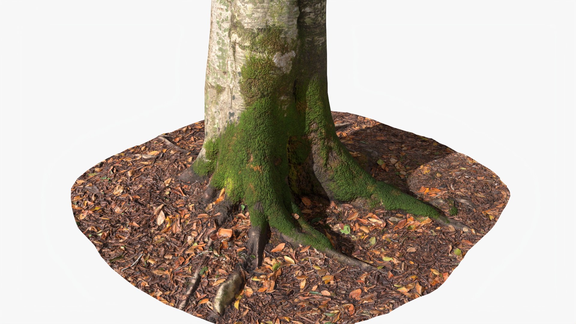 Scanned Forest Tree Trunk 01 StemCell 3D Model - TurboSquid 2290496