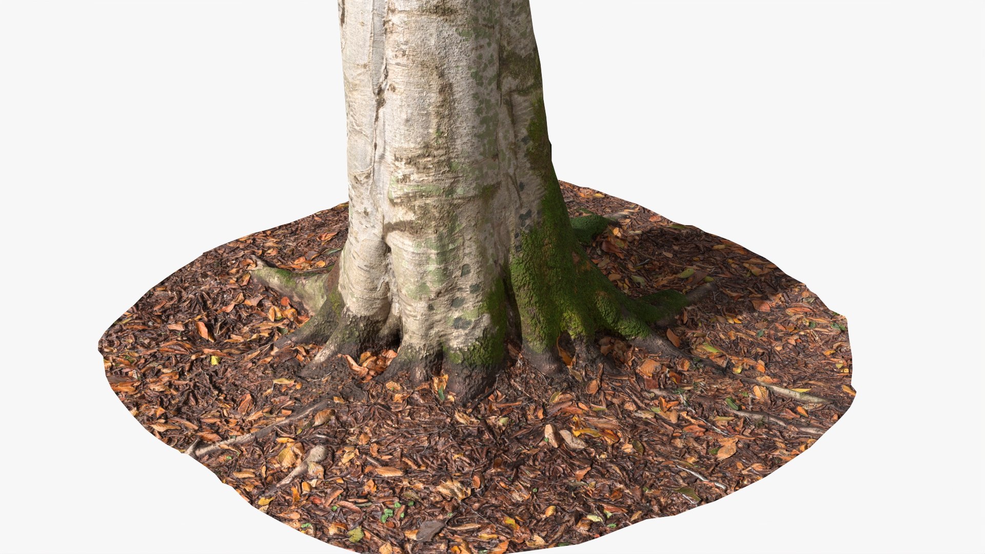 Scanned Forest Tree Trunk 01 StemCell 3D Model - TurboSquid 2290496