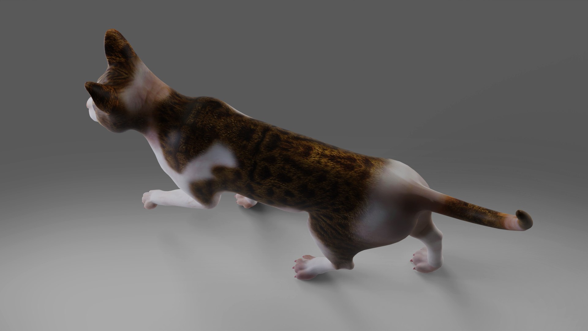 3D Calico Cat Rigged V3 In Blender - TurboSquid 1984958