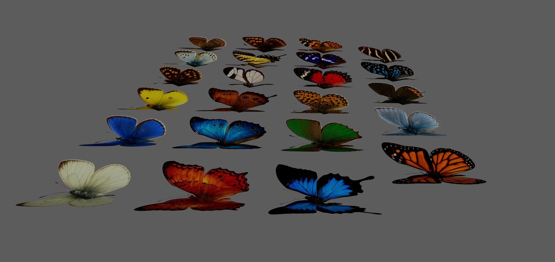 3D Butterflies Animated Rigged Collection Model - TurboSquid 2414959