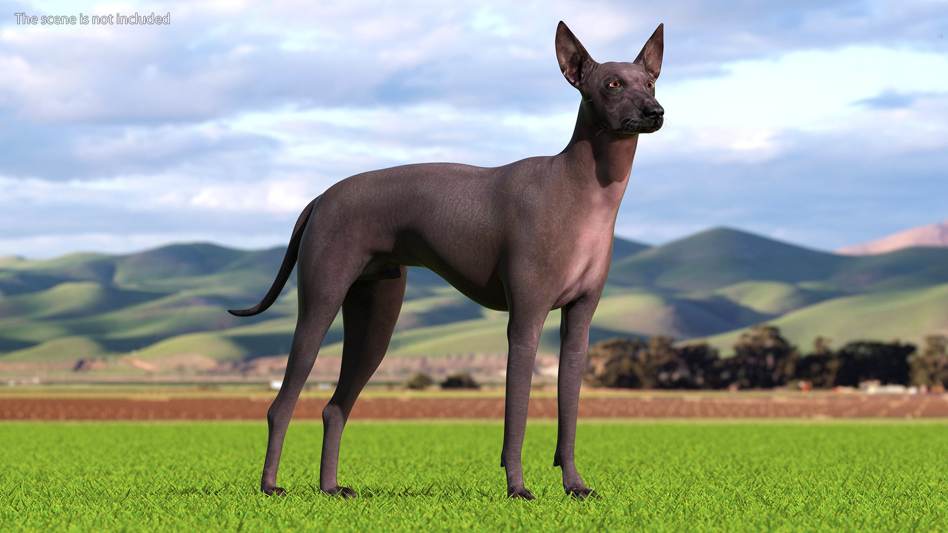 Xoloitzcuintli Rare Breed Mexican Dog Model - TurboSquid 2076466