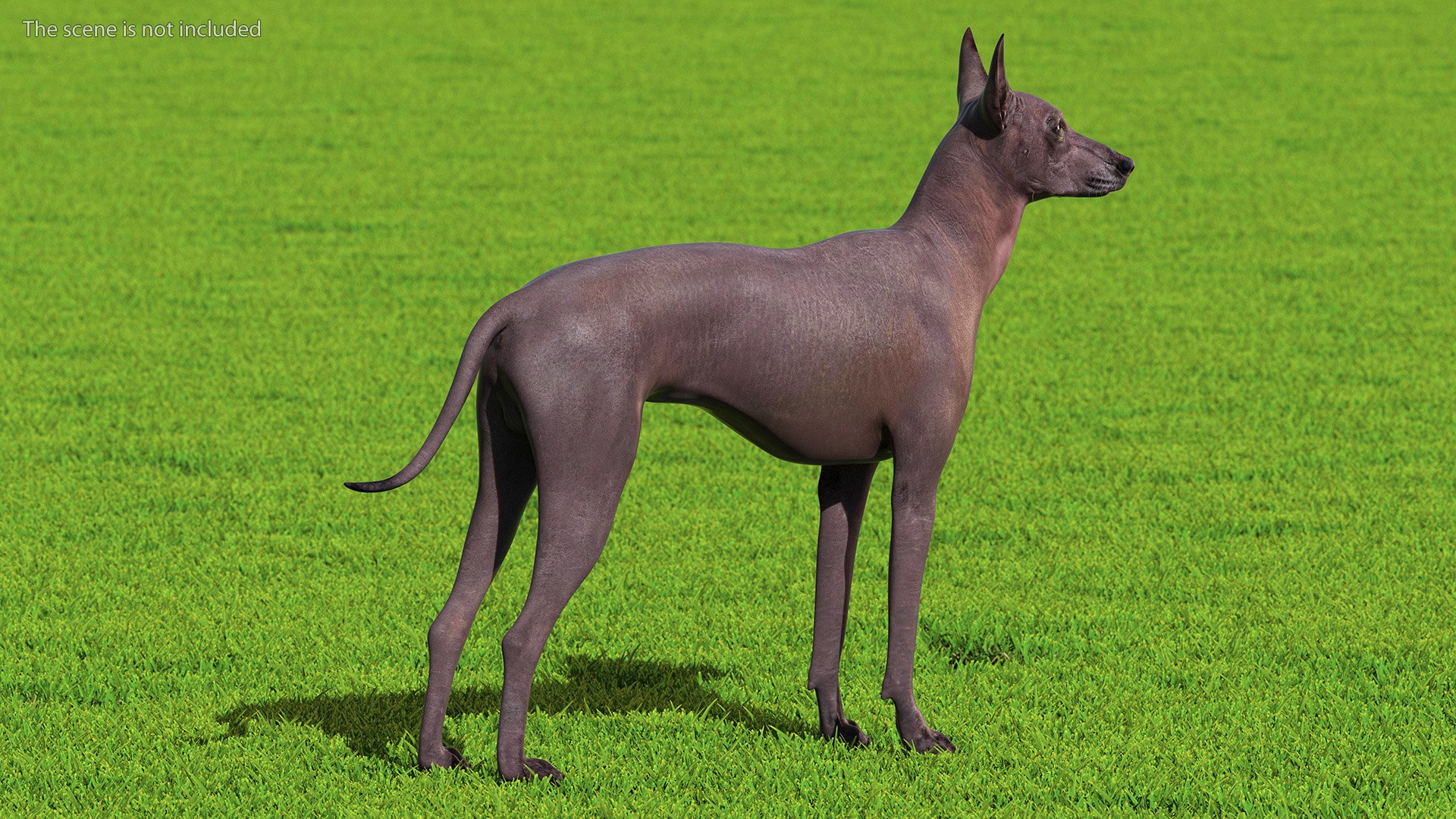 Xoloitzcuintli Rare Breed Mexican Dog Model - TurboSquid 2076466