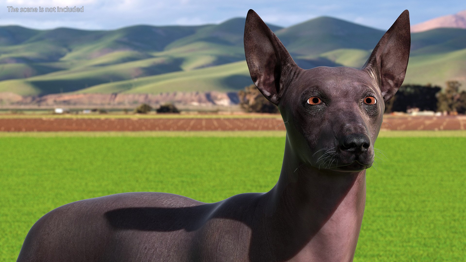 Xoloitzcuintli Rare Breed Mexican Dog Model - TurboSquid 2076466