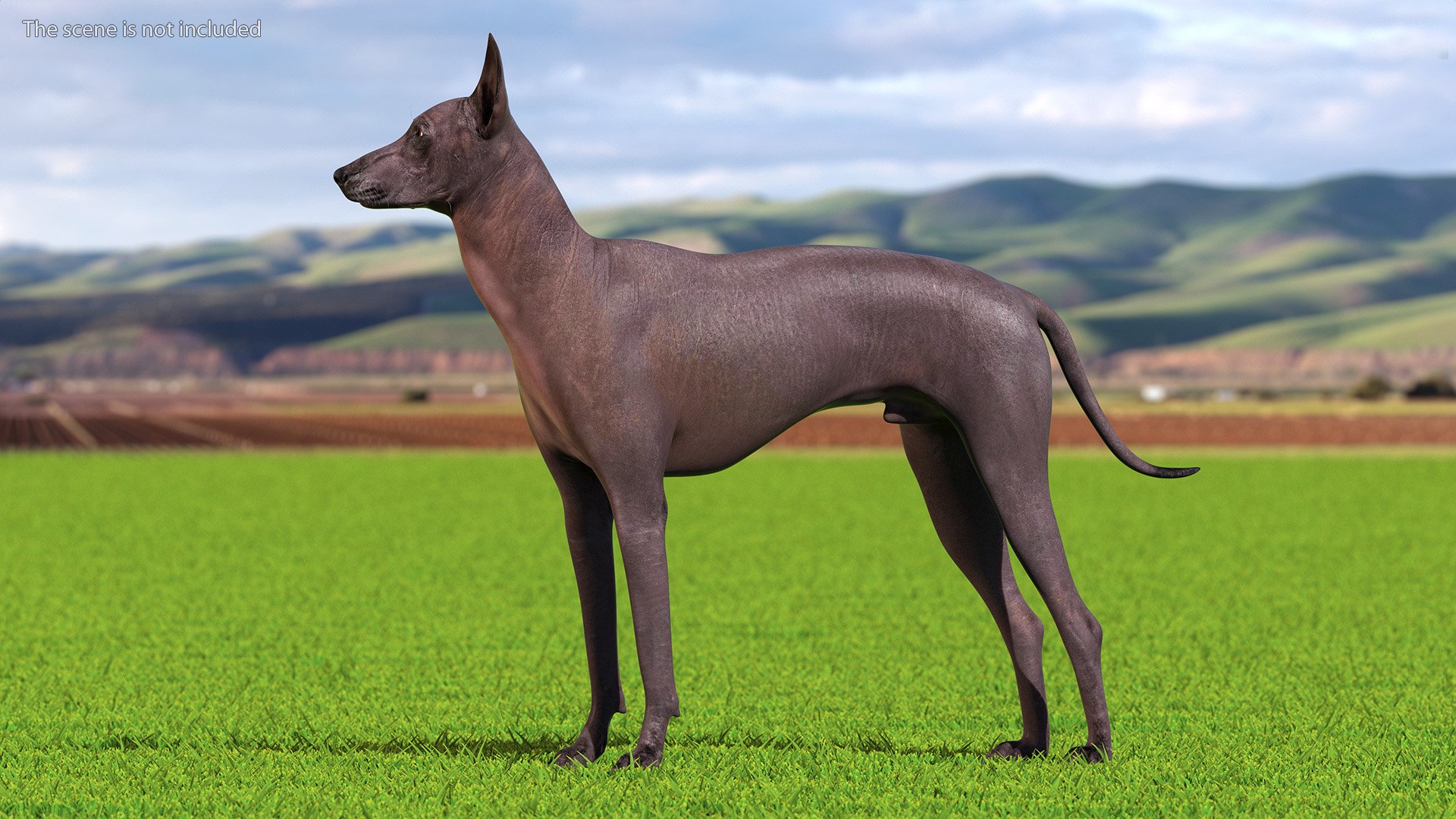 Xoloitzcuintli Rare Breed Mexican Dog Model - TurboSquid 2076466