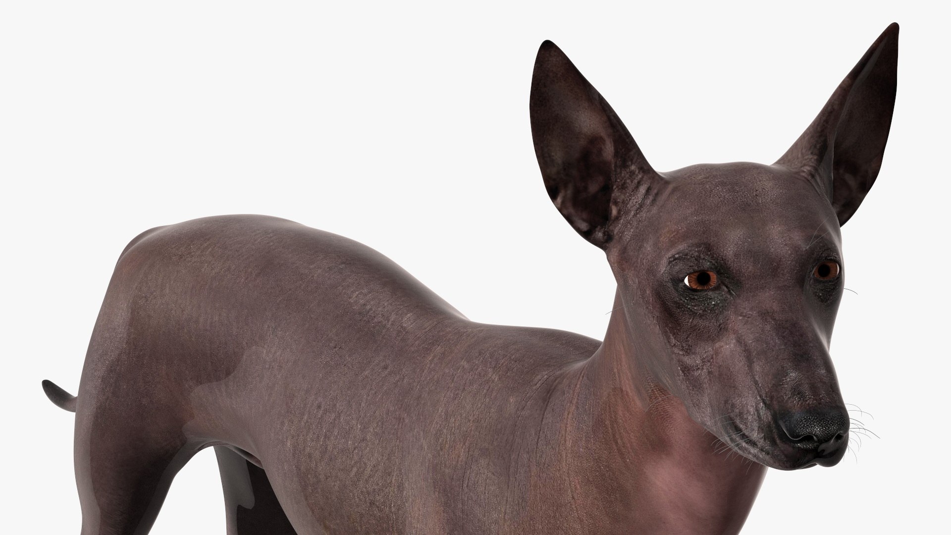 Xoloitzcuintli Rare Breed Mexican Dog Model - TurboSquid 2076466