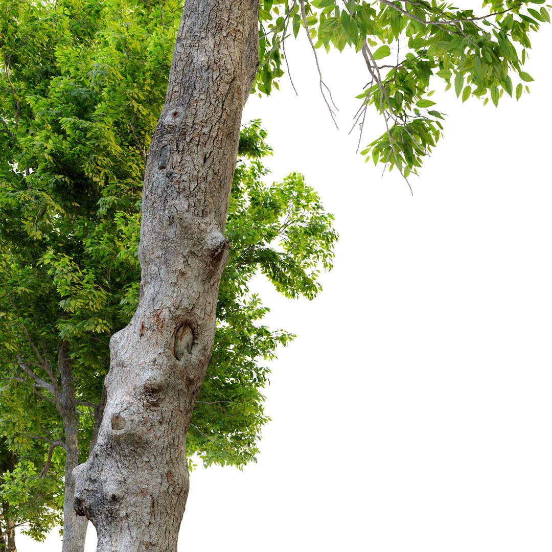 3D Ulmus Minor Model - TurboSquid 1954182