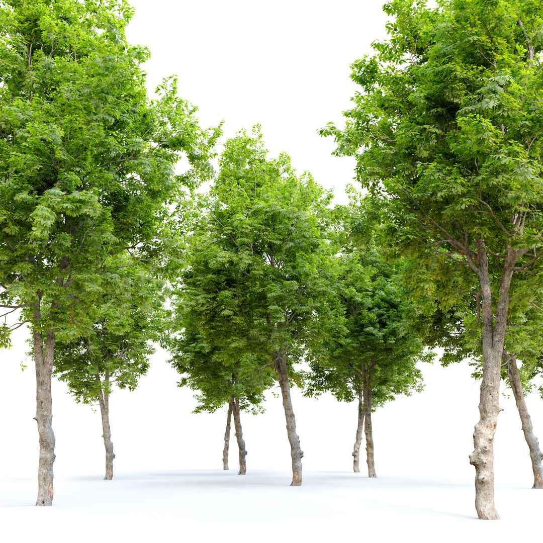 3D Ulmus Minor Model - TurboSquid 1954182