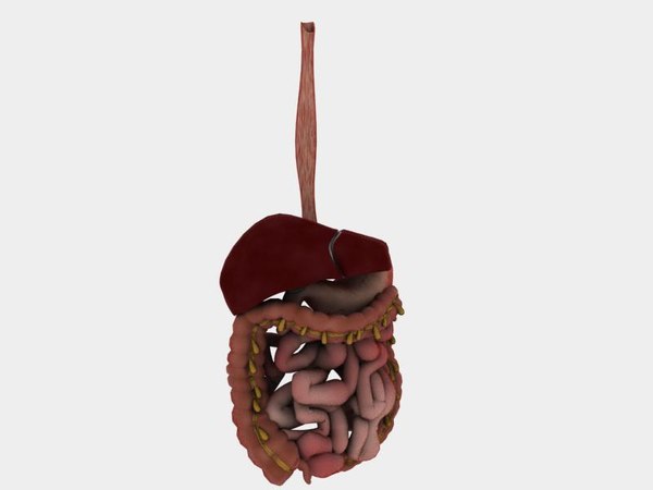 3d model organ intestines stomach