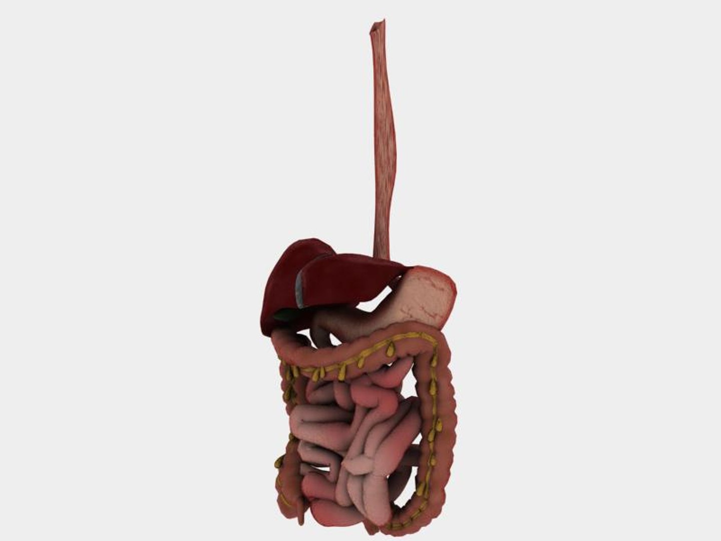 3d model organ intestines stomach