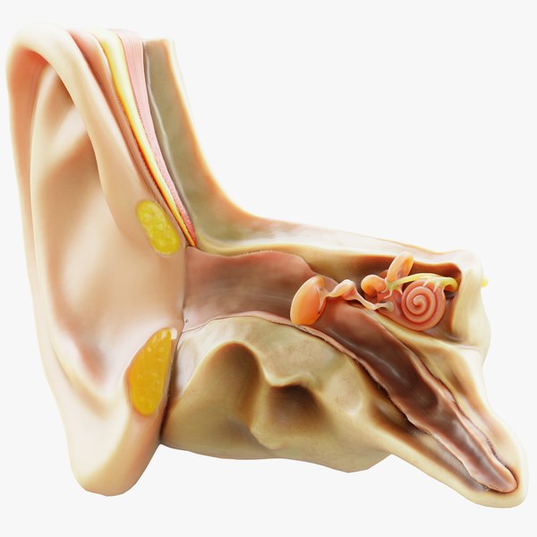 modelo 3d Anatomía del oído en sección transversal. - TurboSquid 2055028