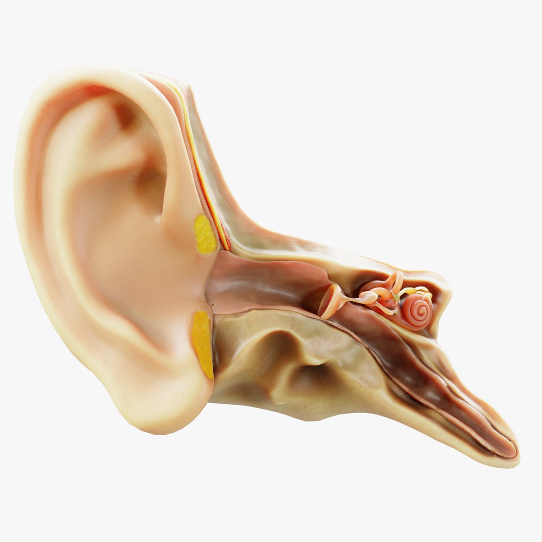 Cross section ear anatomy model - TurboSquid 2055028