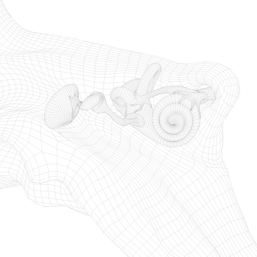 Cross section ear anatomy model - TurboSquid 2055028