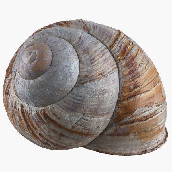 Snail Shell 3D Models for Download | TurboSquid