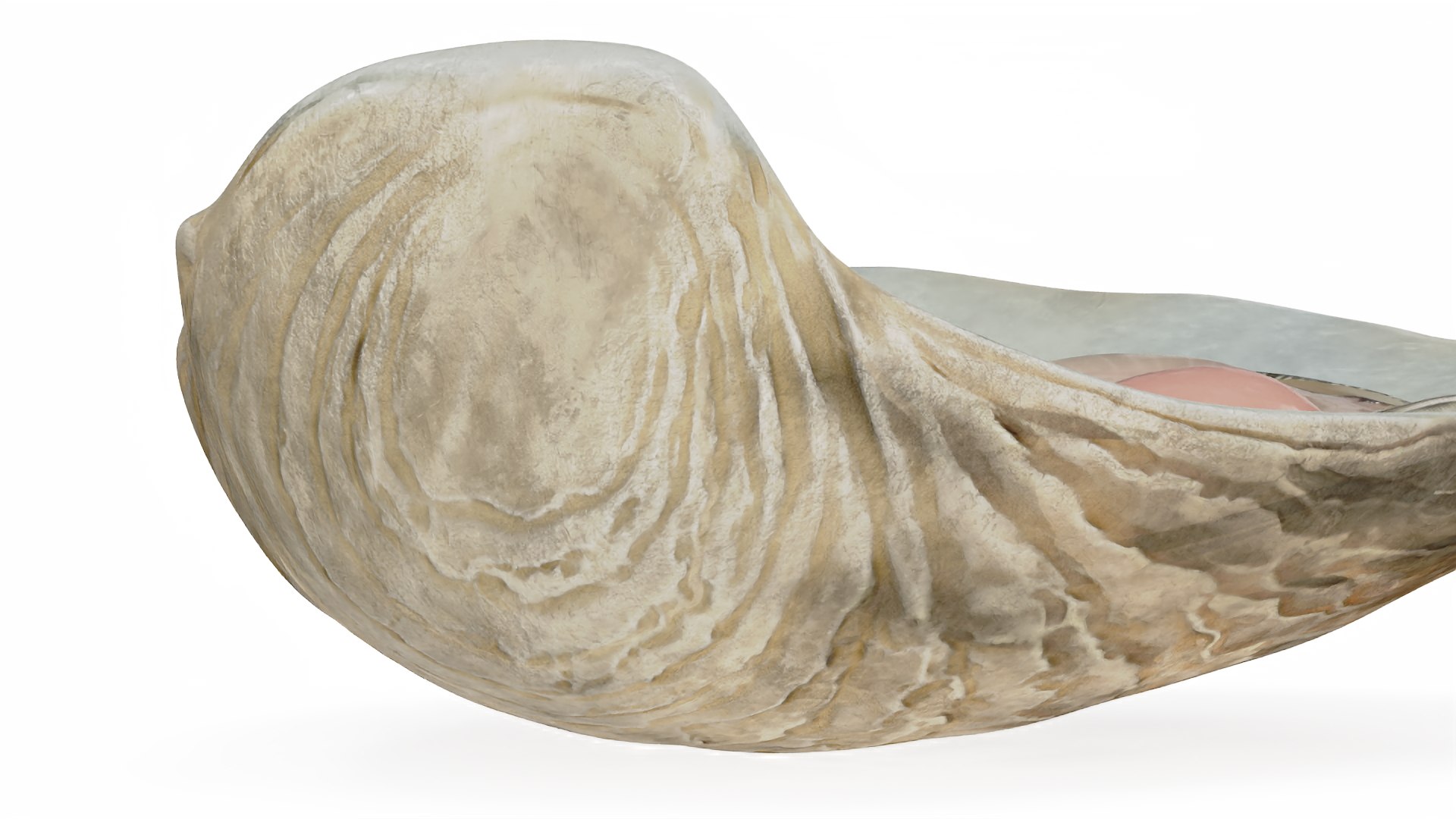 3D Opened Oyster Model - TurboSquid 2268815