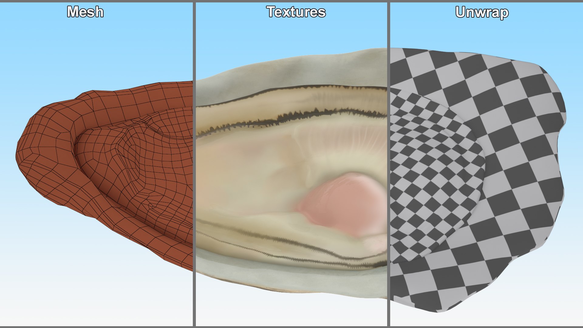 3D Opened Oyster Model - TurboSquid 2268815