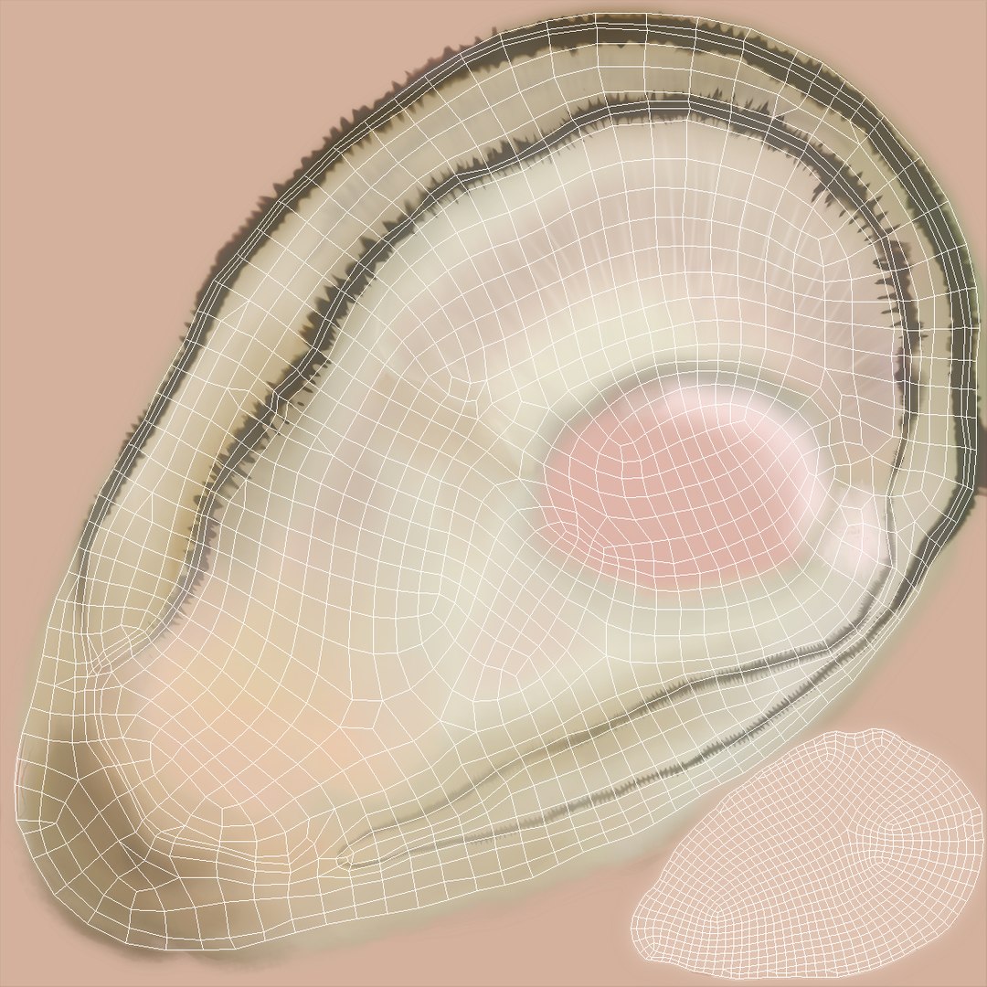 3D Opened Oyster Model - TurboSquid 2268815