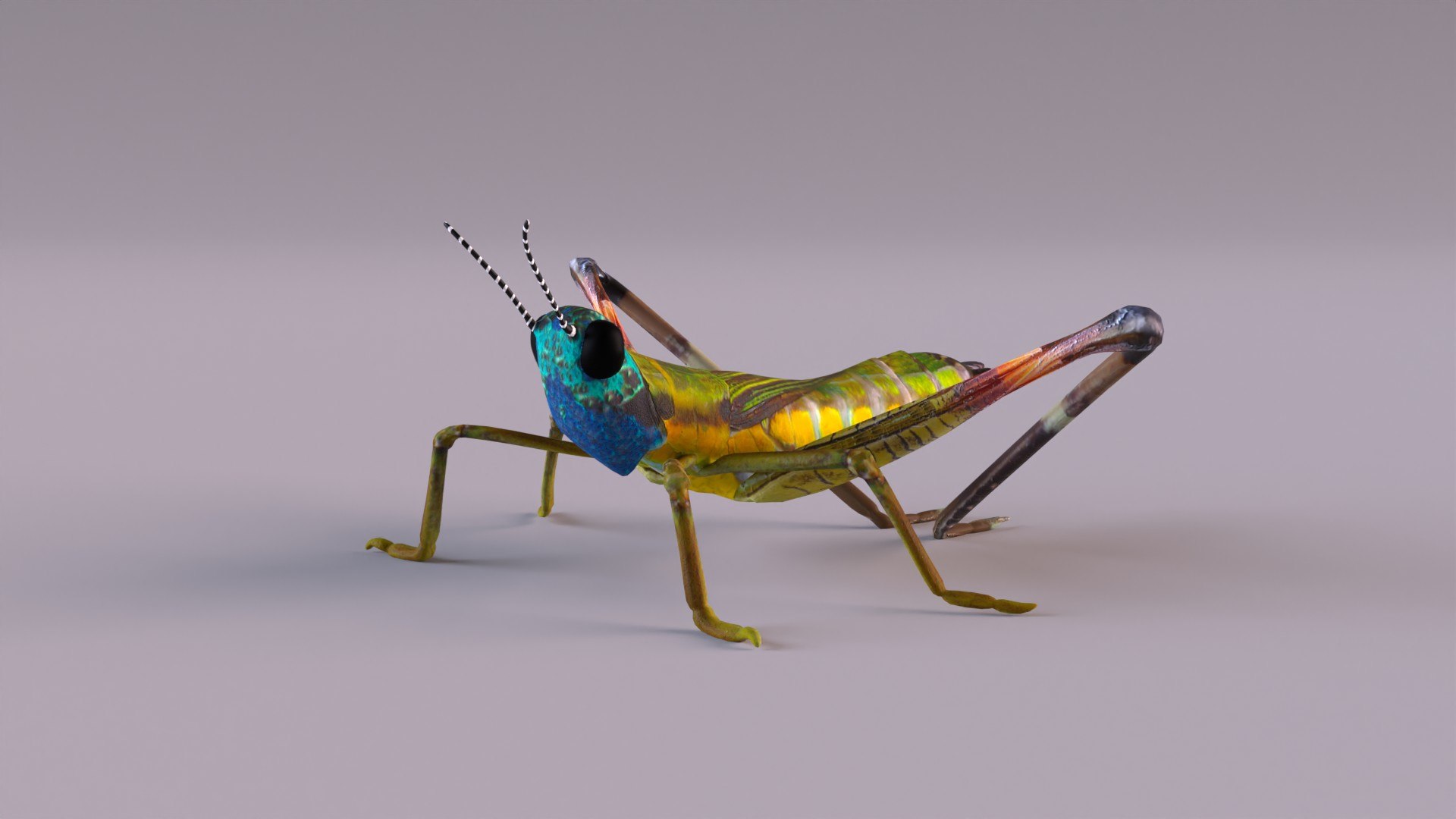 3d Model Cricket