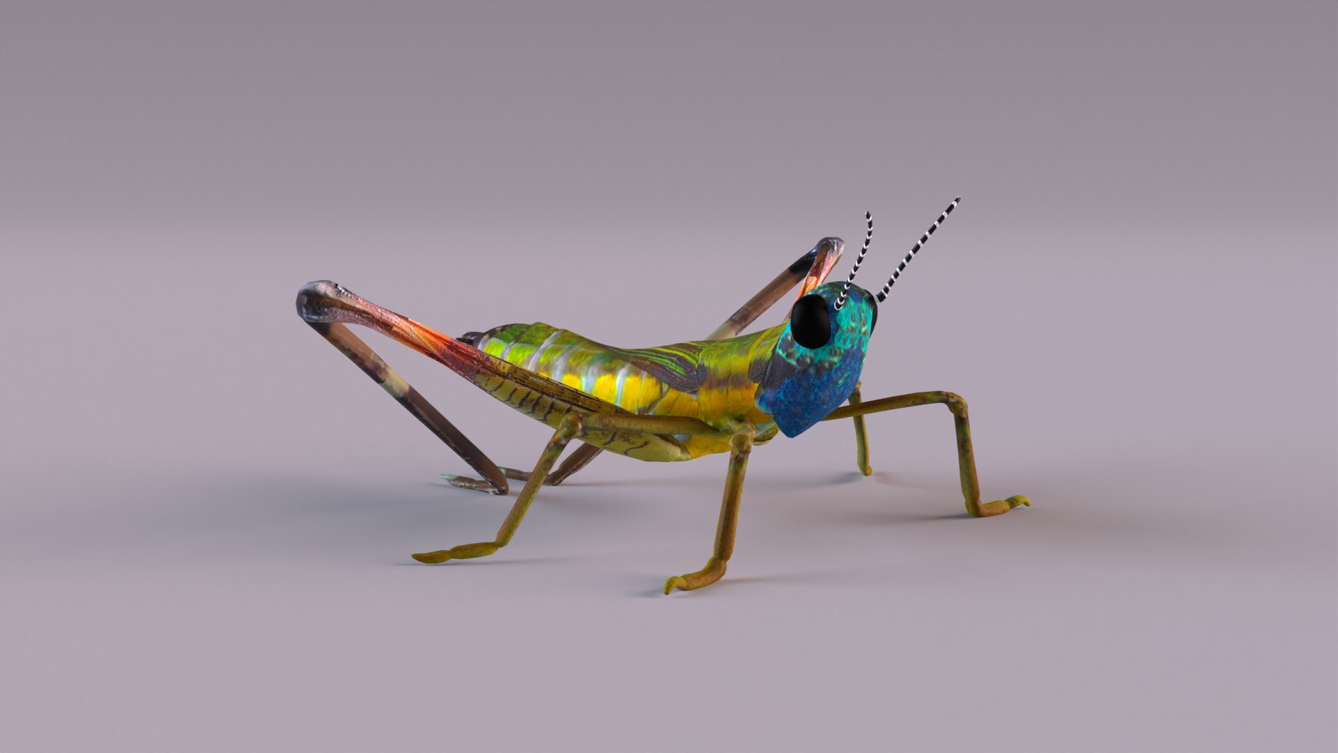 3d Model Cricket