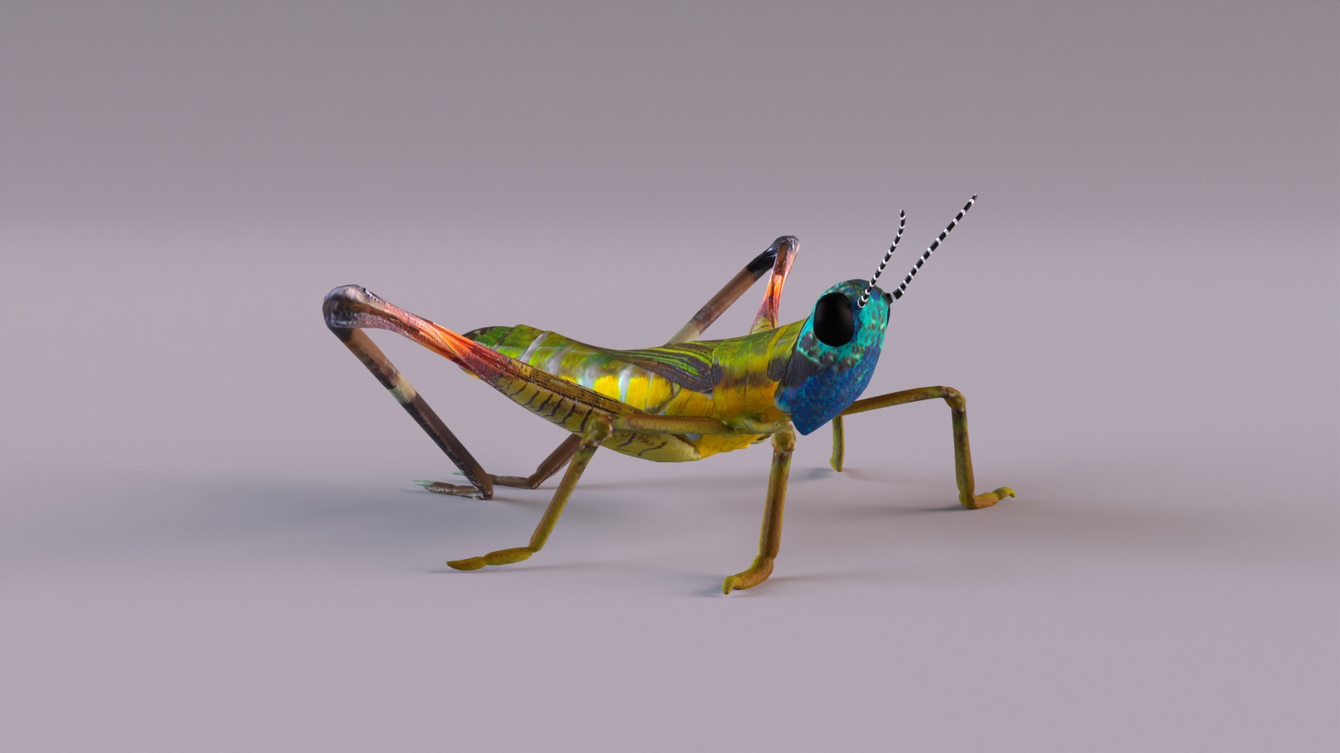 3d Model Cricket