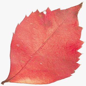 Tree leaf model - TurboSquid 1170522