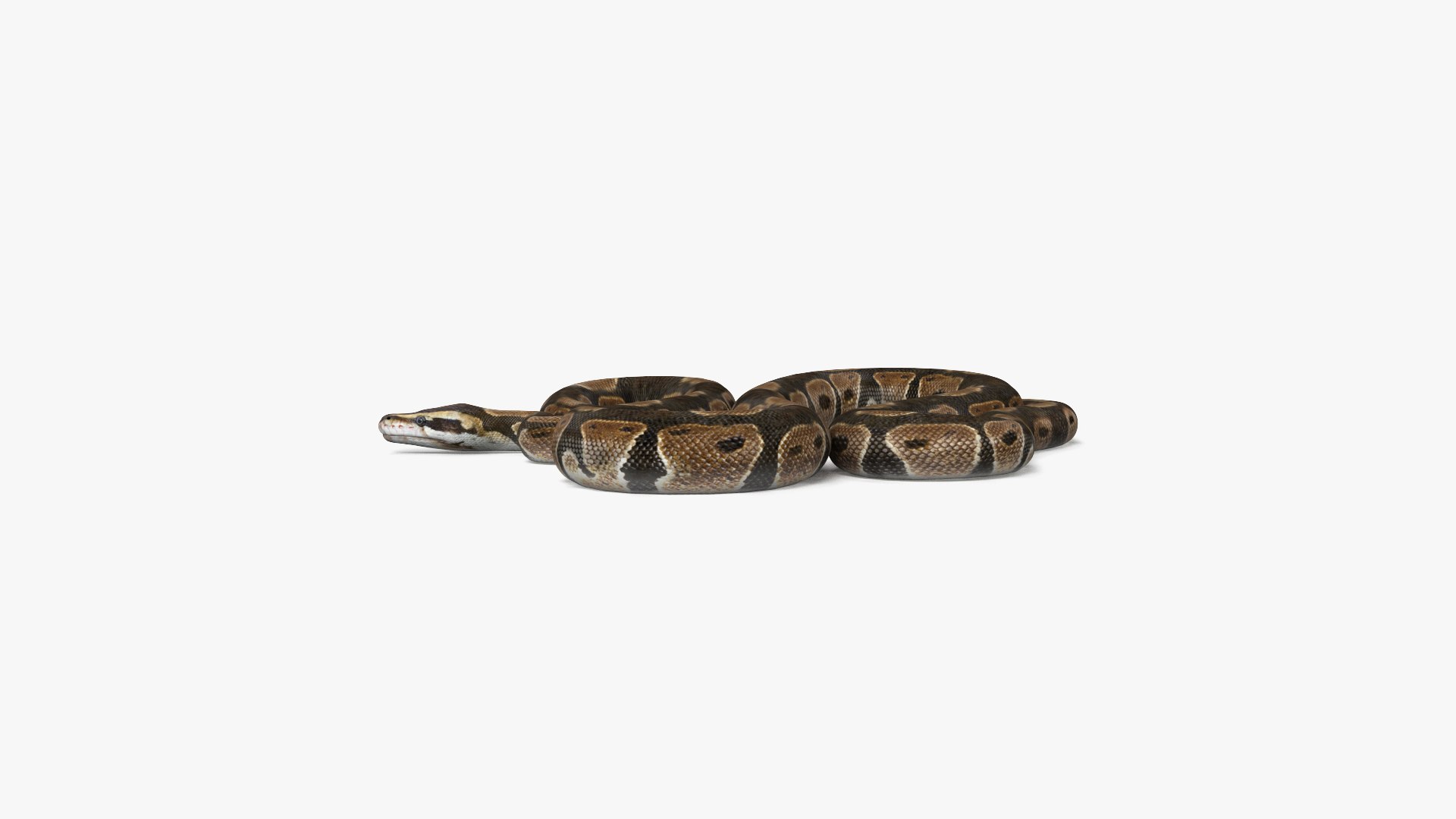 Common Python 3D - TurboSquid 2175780