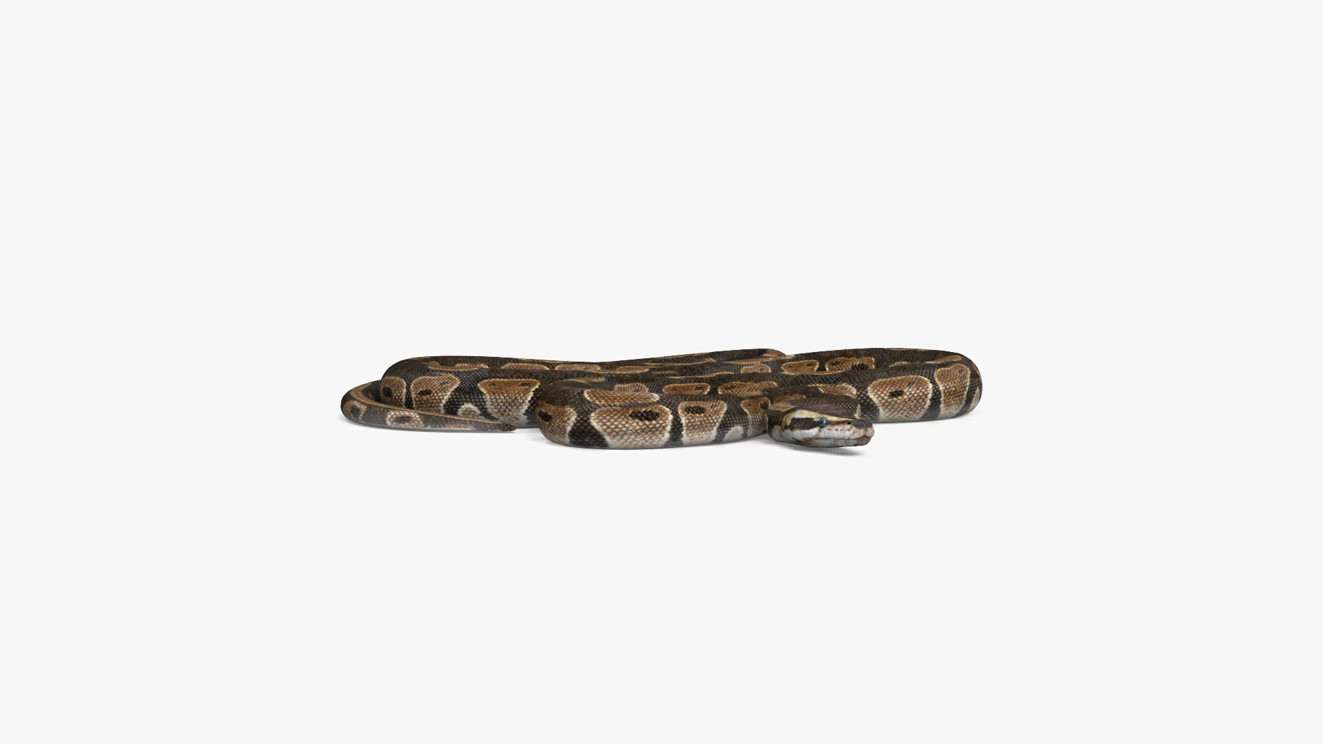 Common Python 3D - TurboSquid 2175780