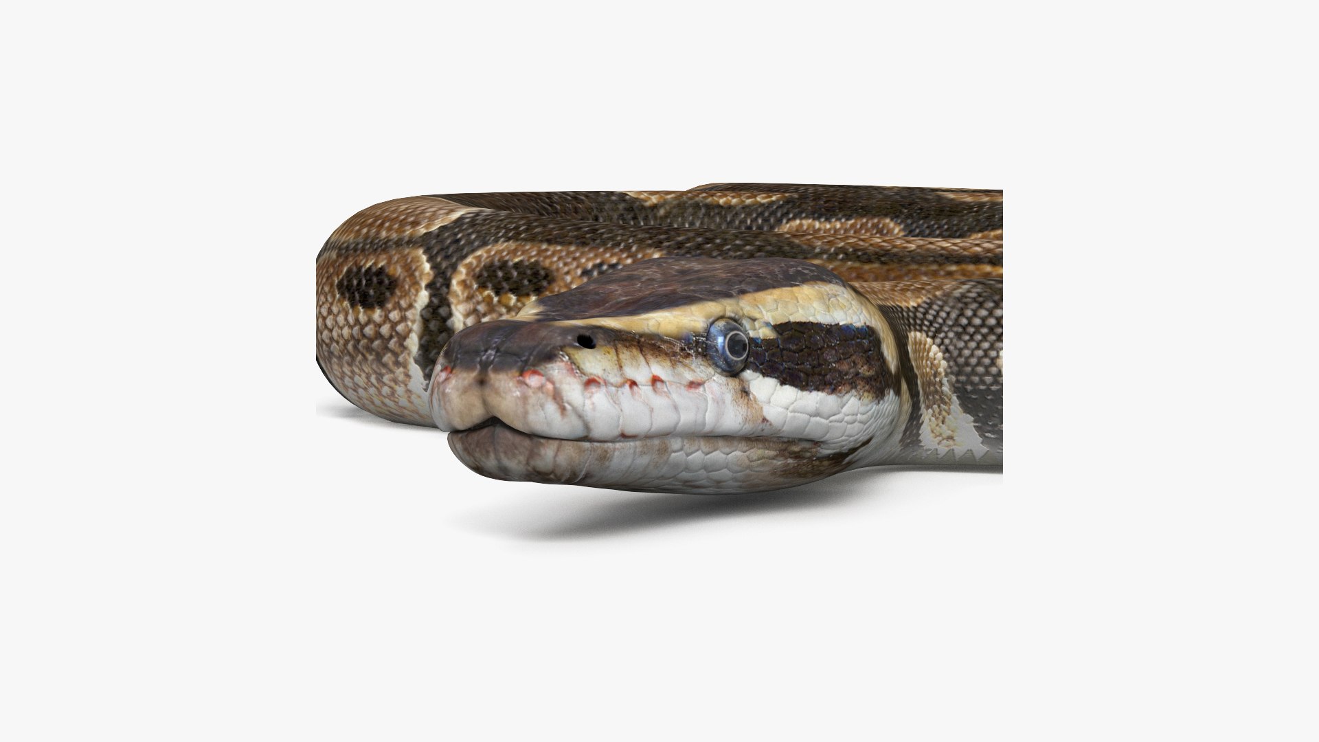 Common Python 3D - TurboSquid 2175780