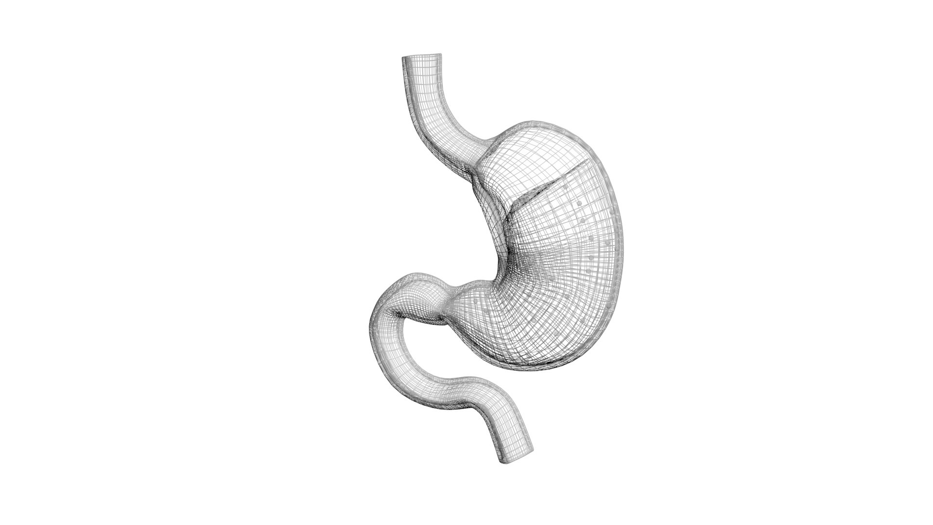 3D Gastric Acid In Stomach Model - TurboSquid 2280945