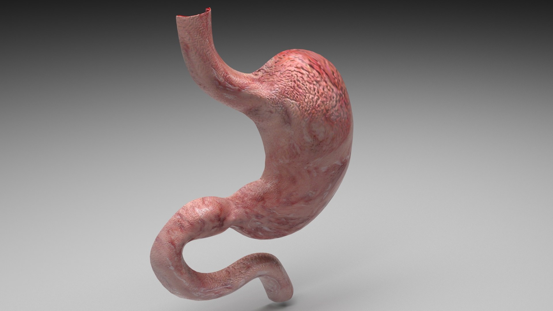 3D Gastric Acid In Stomach Model - TurboSquid 2280945