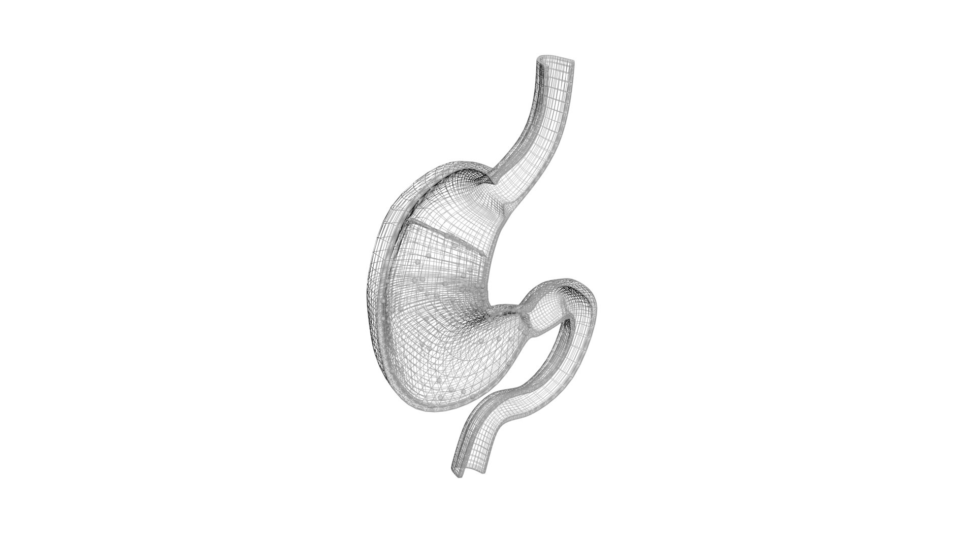 3D Gastric Acid In Stomach Model - TurboSquid 2280945