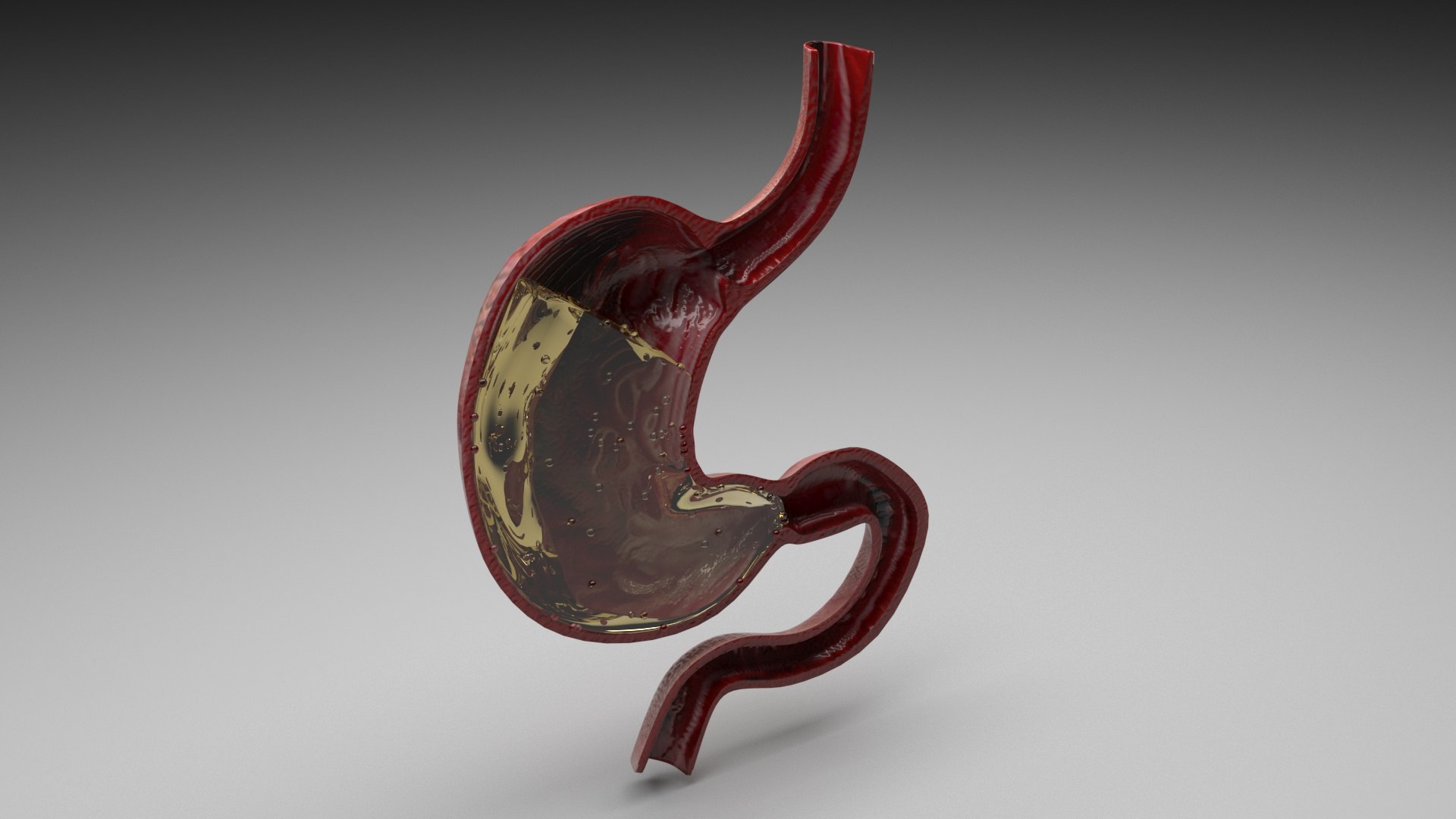 3D Gastric Acid In Stomach Model - TurboSquid 2280945