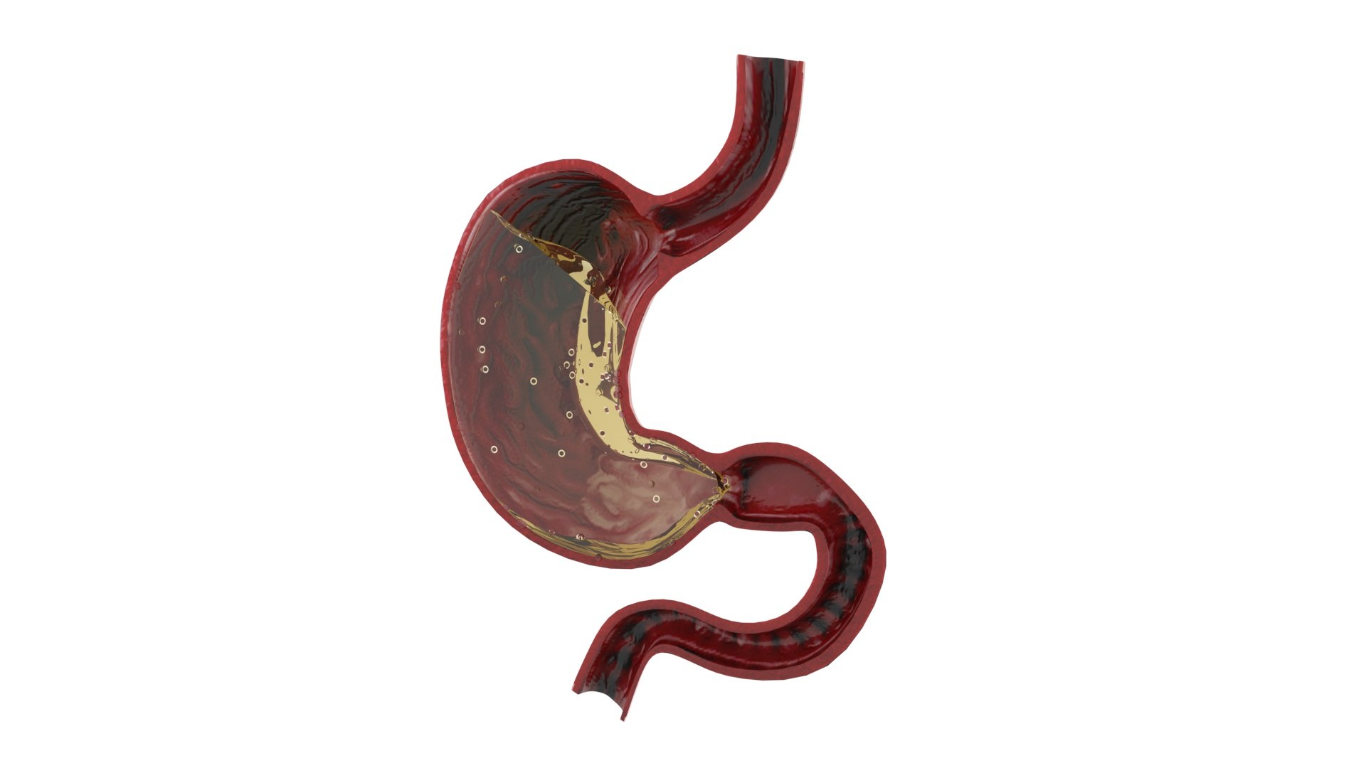 3D Gastric Acid In Stomach Model - TurboSquid 2280945