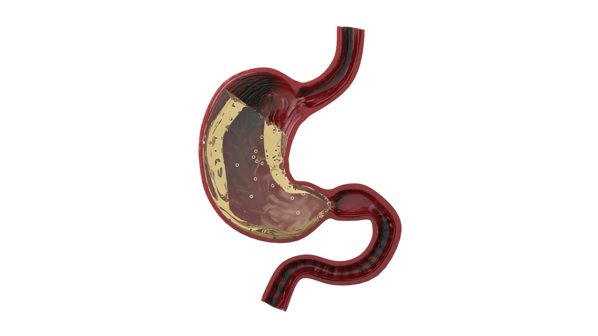 3D Gastric Acid In Stomach Model - TurboSquid 2280945