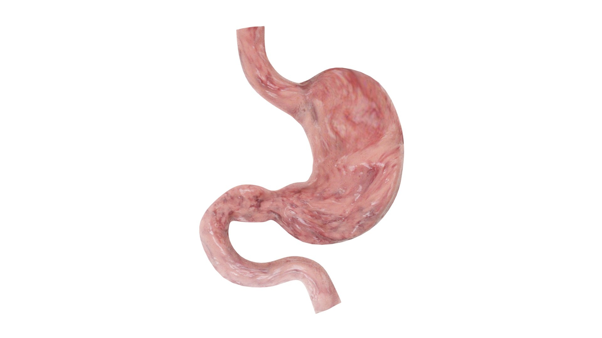 3D Gastric Acid In Stomach Model - TurboSquid 2280945