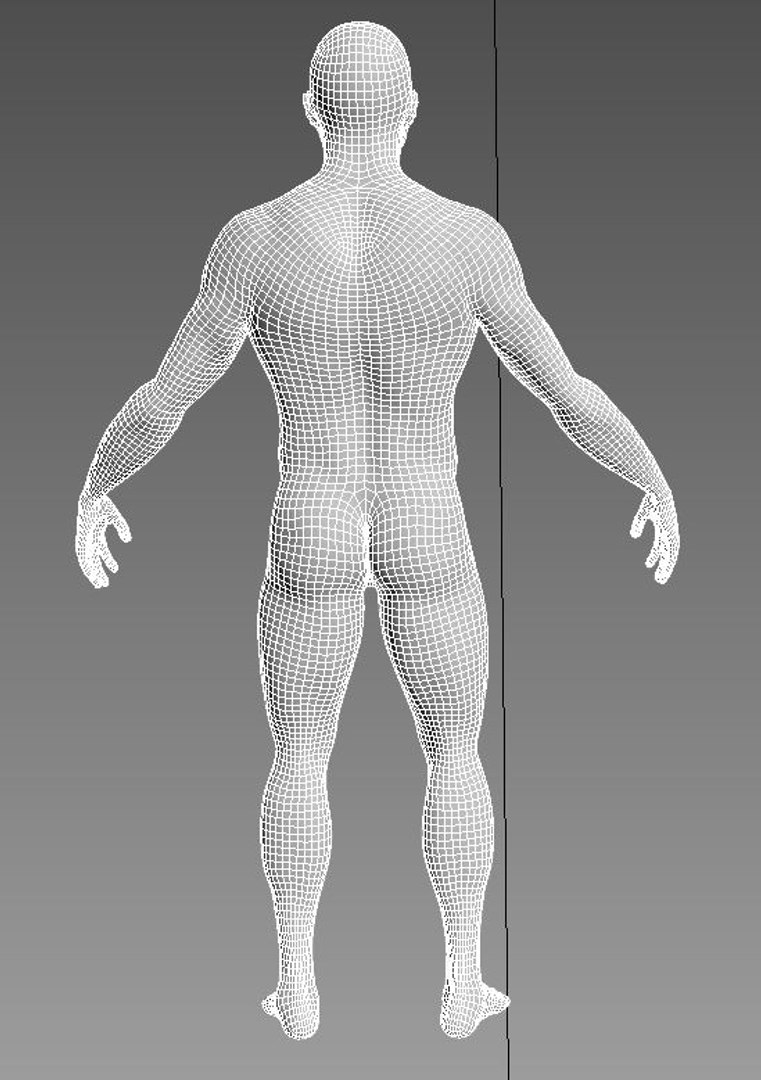 3d Model Anatomy Character