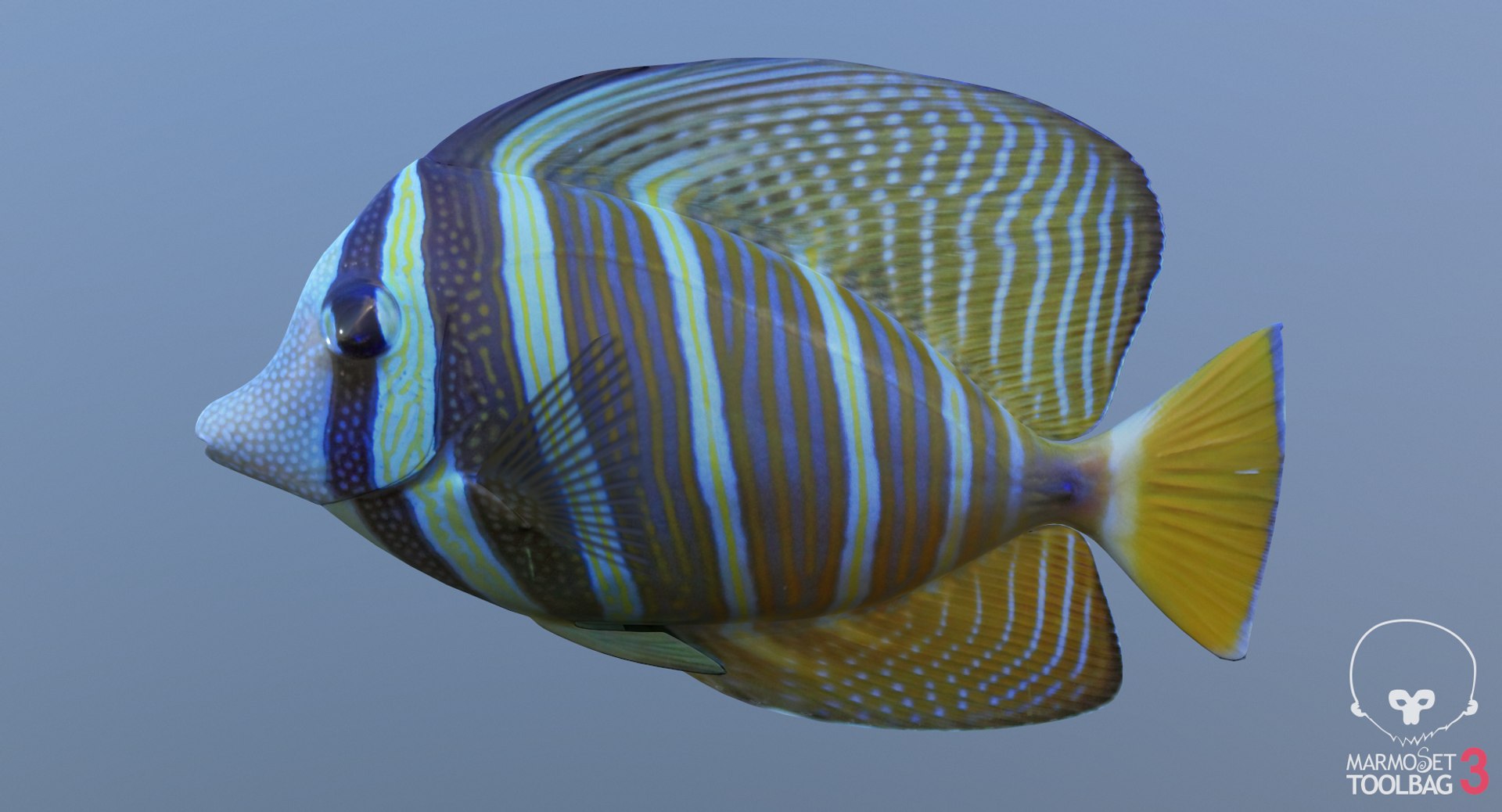 Sailfin Tang Model - TurboSquid 1424023