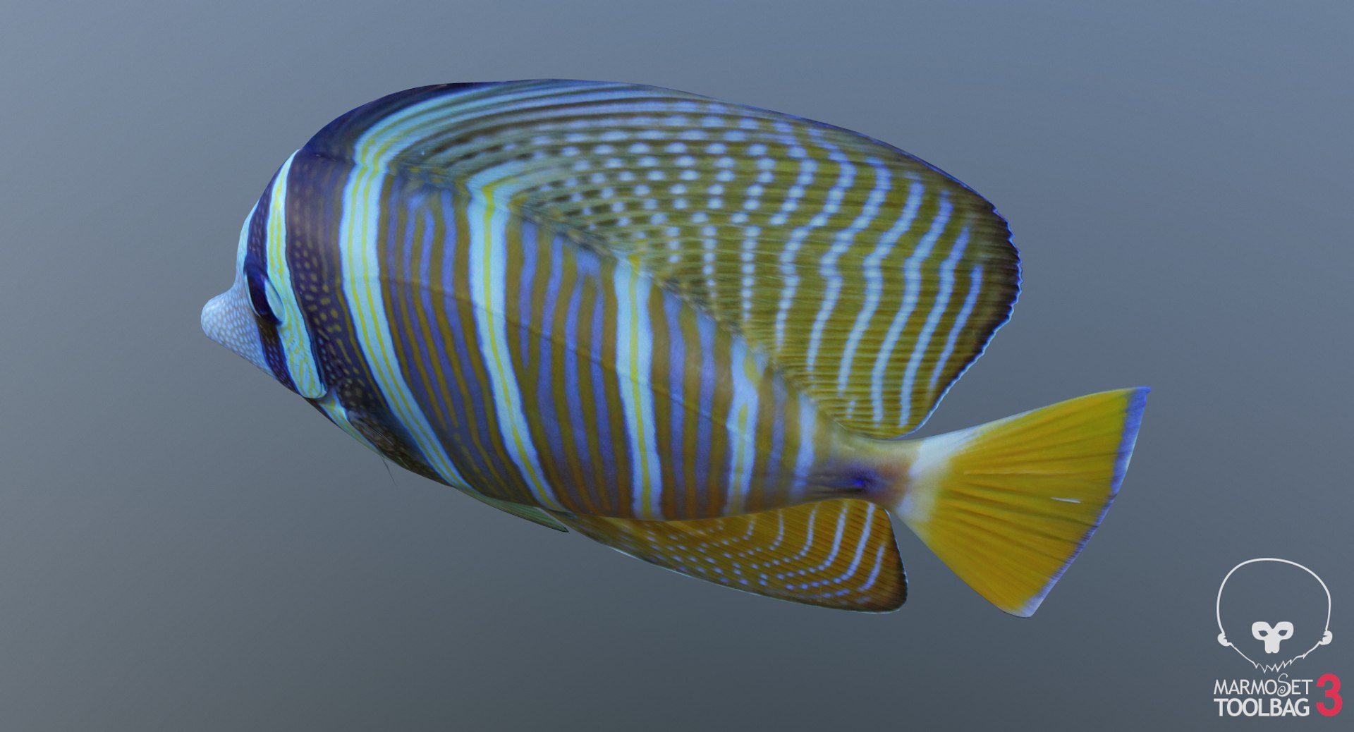 Sailfin Tang Model - TurboSquid 1424023