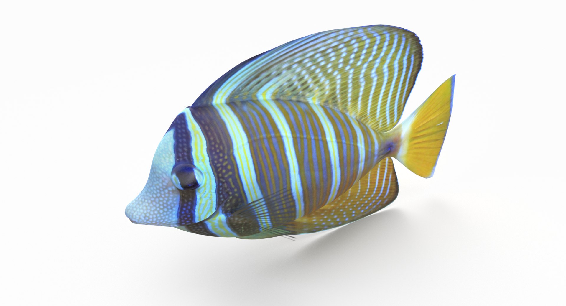 Sailfin Tang Model - TurboSquid 1424023