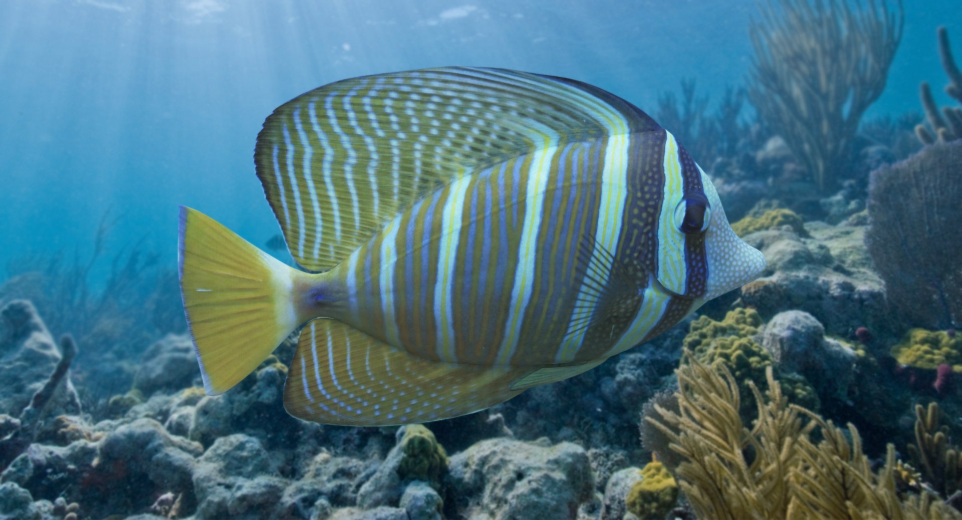 Sailfin Tang Model - TurboSquid 1424023